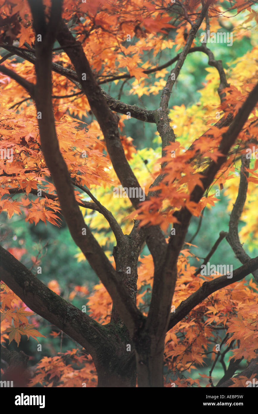 Peter maple hi-res stock photography and images - Alamy
