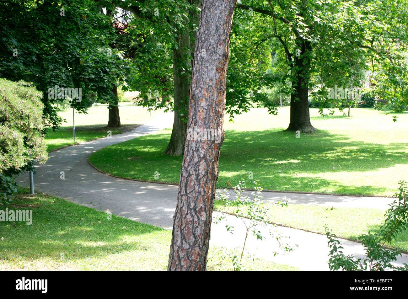 tree in a park Stock Photo - Alamy