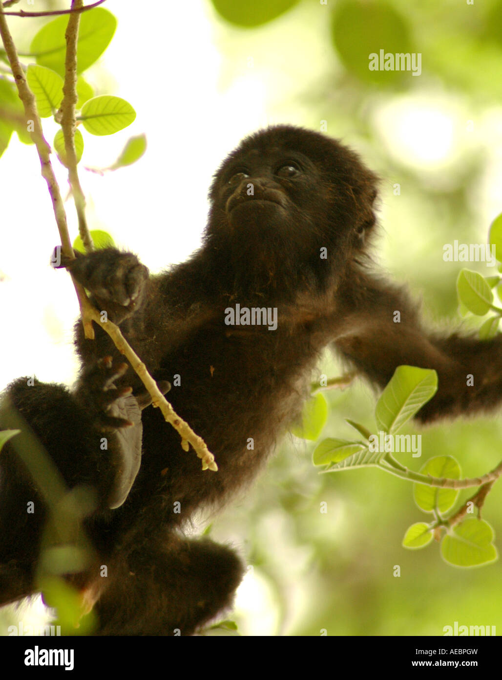 baby howler monkey (Alouatta) in the forests of Belize at Lamanai Stock ...