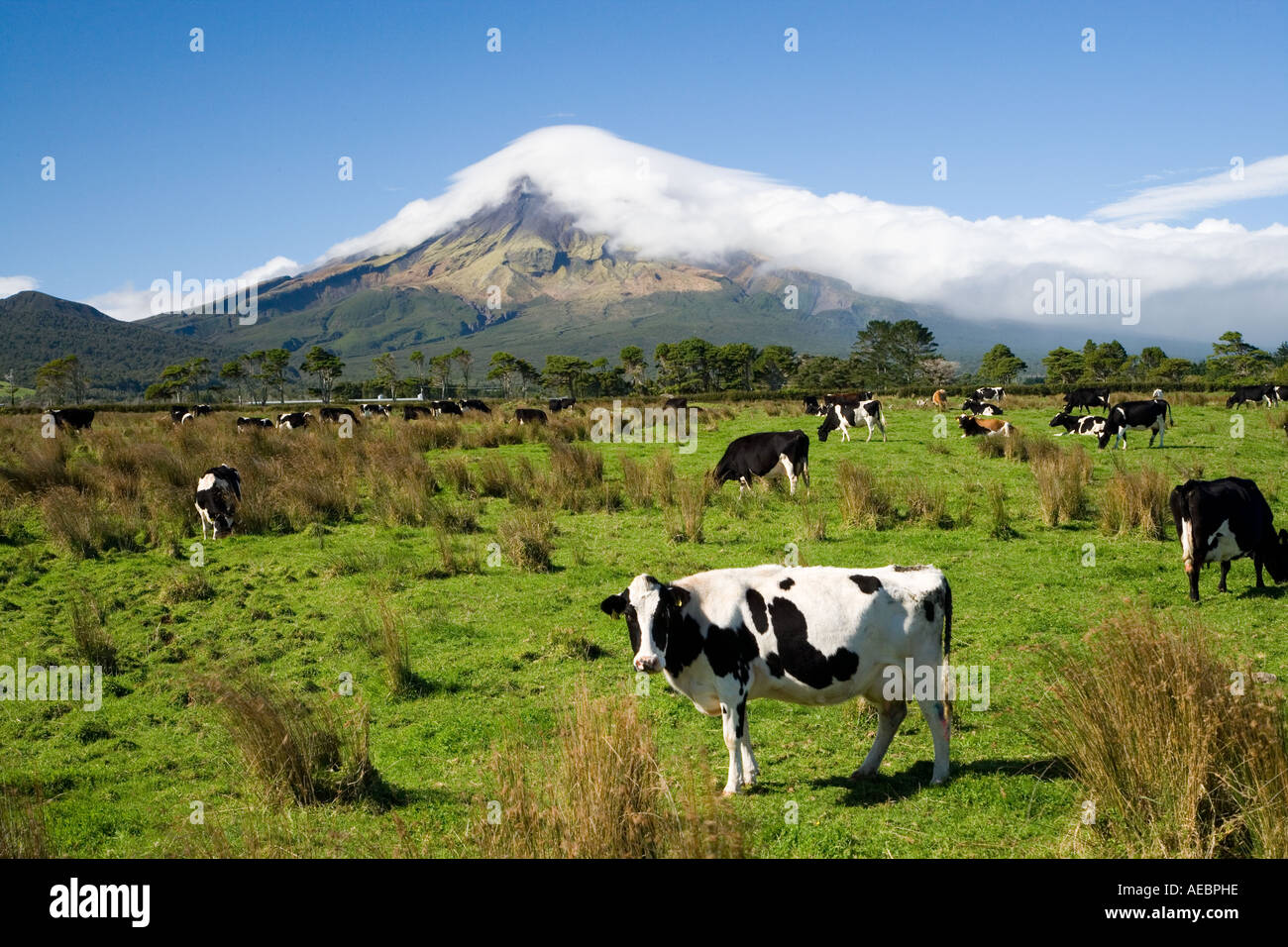 Dairy cows taranaki north island hi-res stock photography and images ...