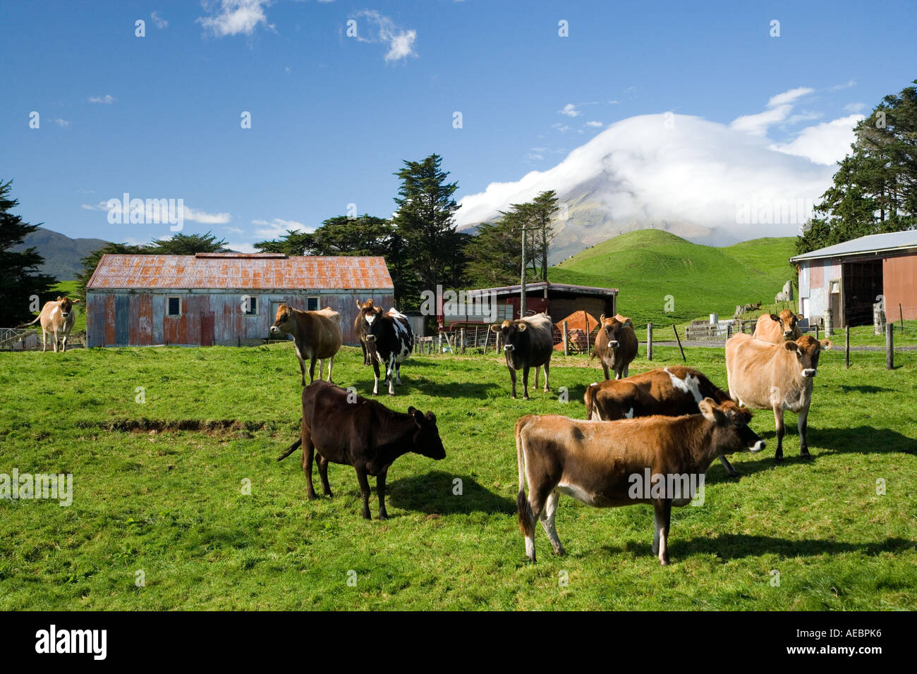 Dairy cows taranaki north island hi-res stock photography and images ...