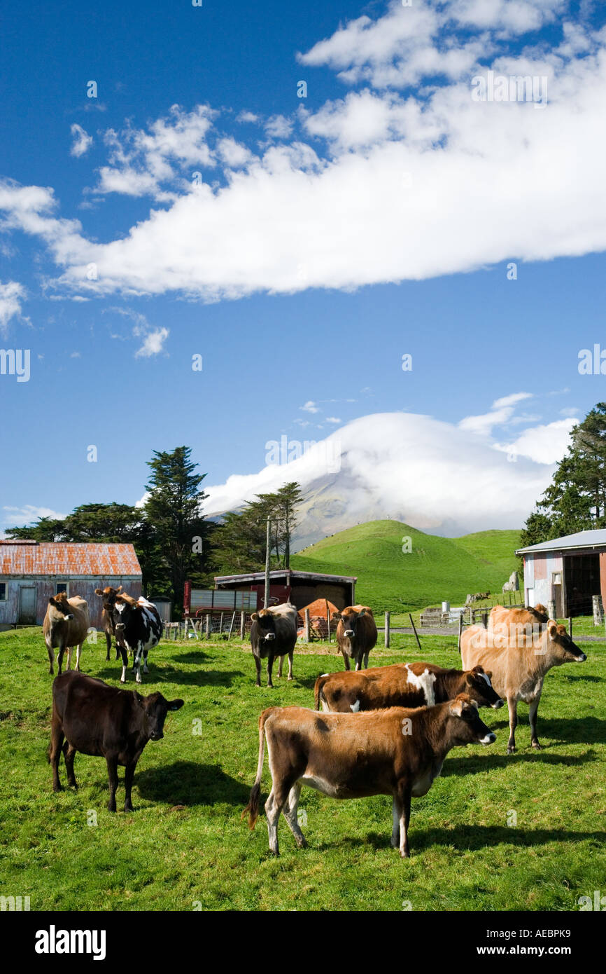 Cloud shrouded cow hi-res stock photography and images - Alamy