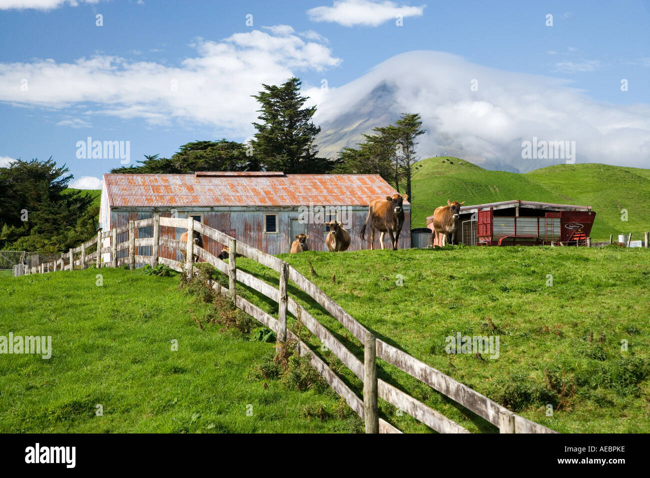 Dairy cows taranaki north island hi-res stock photography and images ...