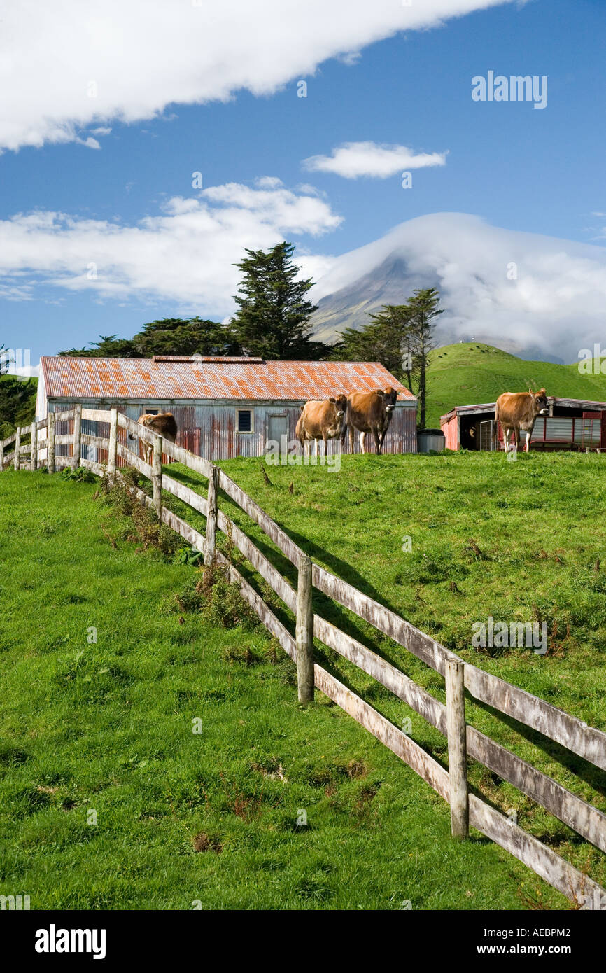 Cows Farm and Mt Taranaki Egmont Taranaki North Island New Zealand ...