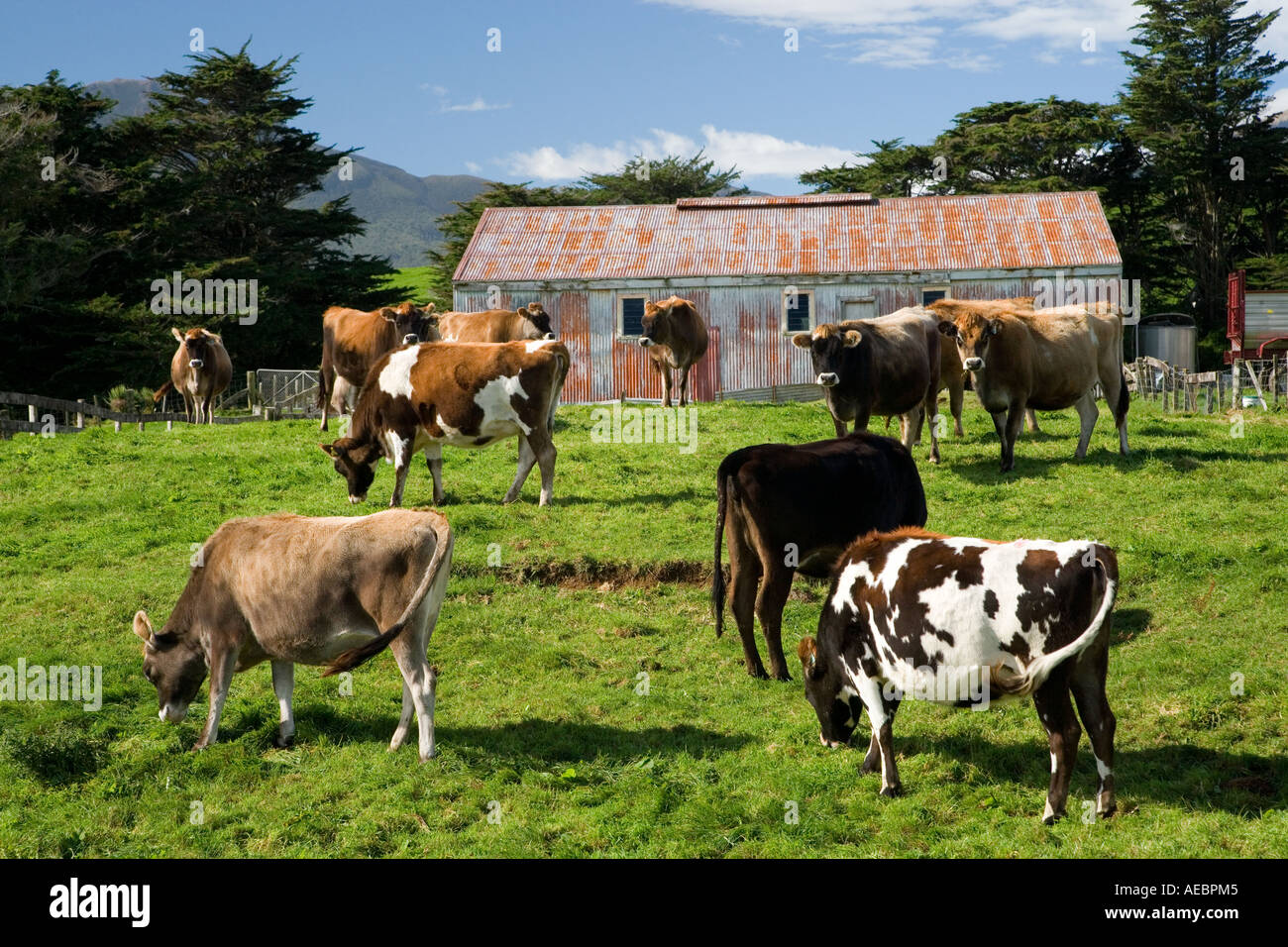 Cows and Farm Shed near Mt Taranaki Egmont Taranaki North Island New ...
