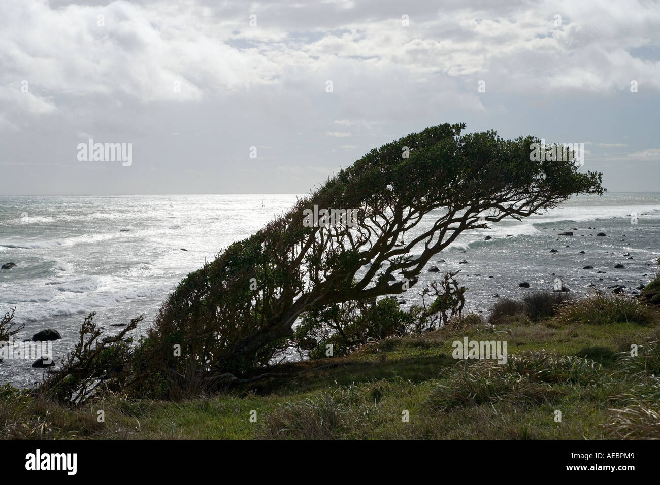 Windswept Plants Cape Egmont Taranaki North Island New Zealand Stock ...