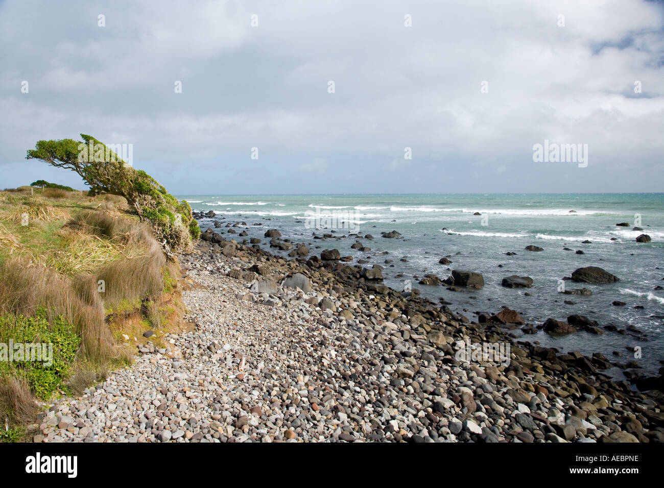 Windswept Plants Cape Egmont Taranaki North Island New Zealand Stock ...
