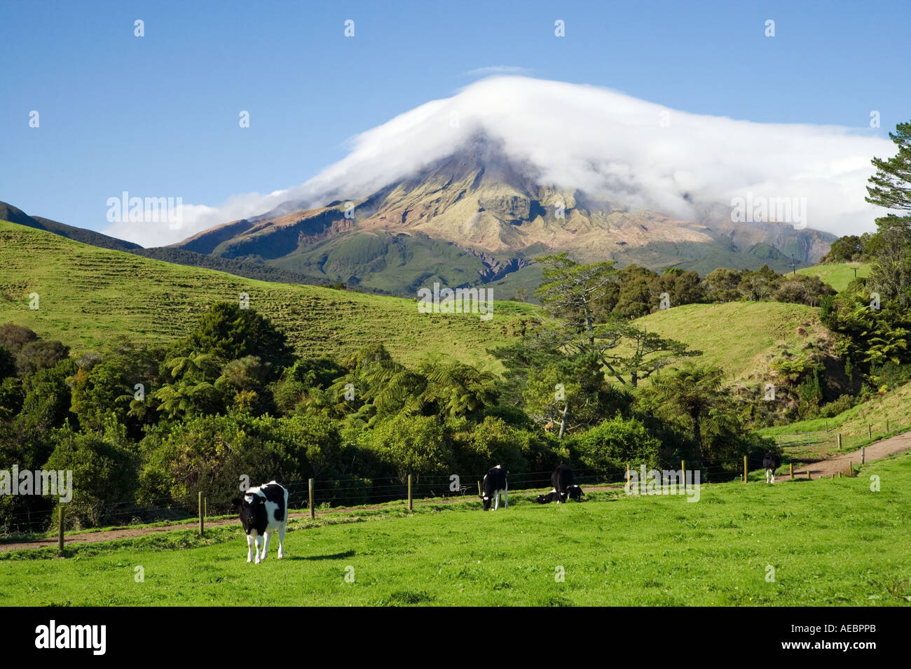 Cows Farmland and Mt Taranaki Egmont Taranaki North Island New Zealand ...