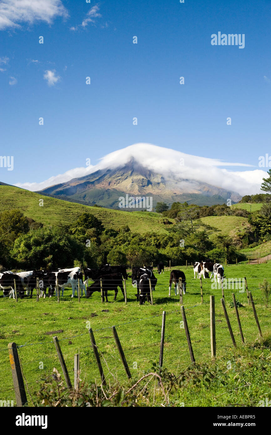 Dairy cows taranaki north island hi-res stock photography and images ...