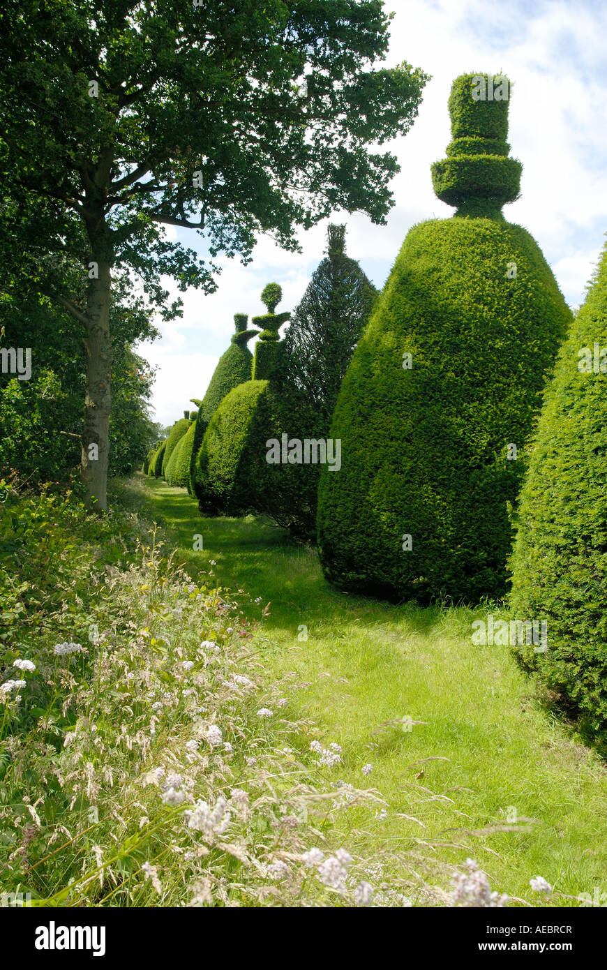 The Clipsham Yew Tree Avenue Stock Photo - Alamy