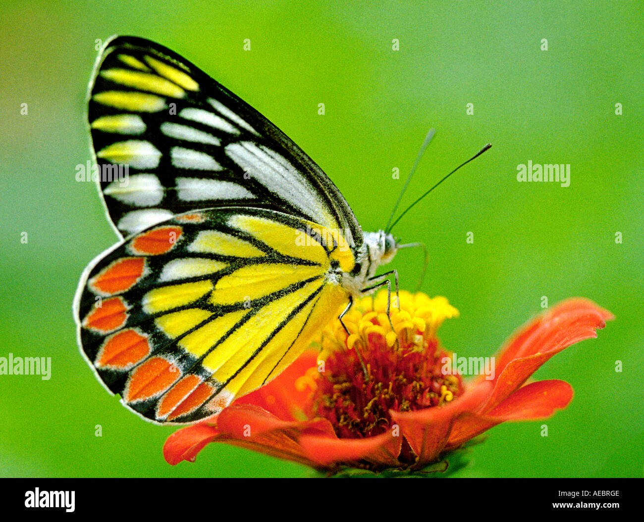 Common Jezebel butterfly sucking nectar from common zinnia flower Stock ...