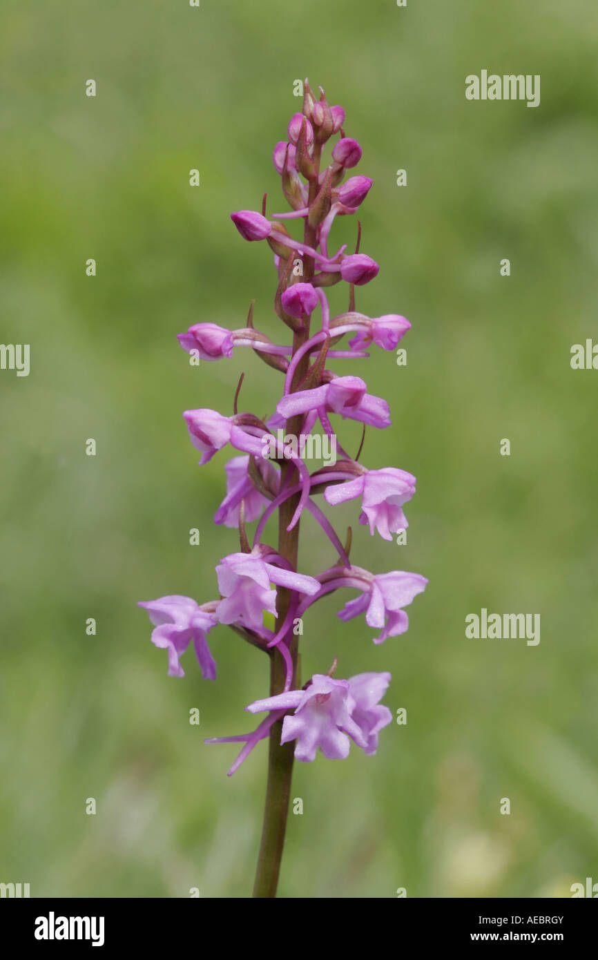 Orchid spike flower hi-res stock photography and images - Alamy