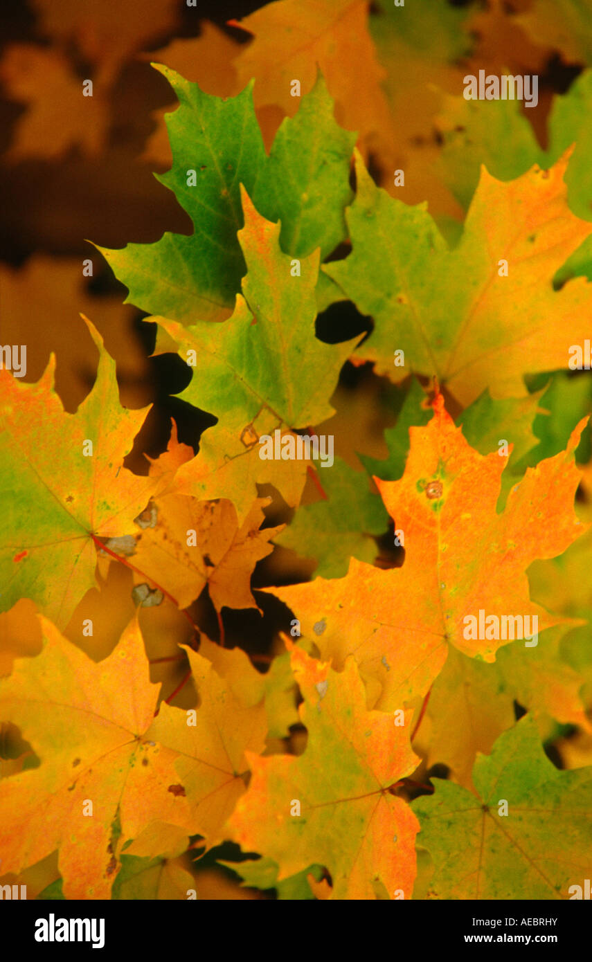 maple leaves fall WH CT Stock Photo - Alamy
