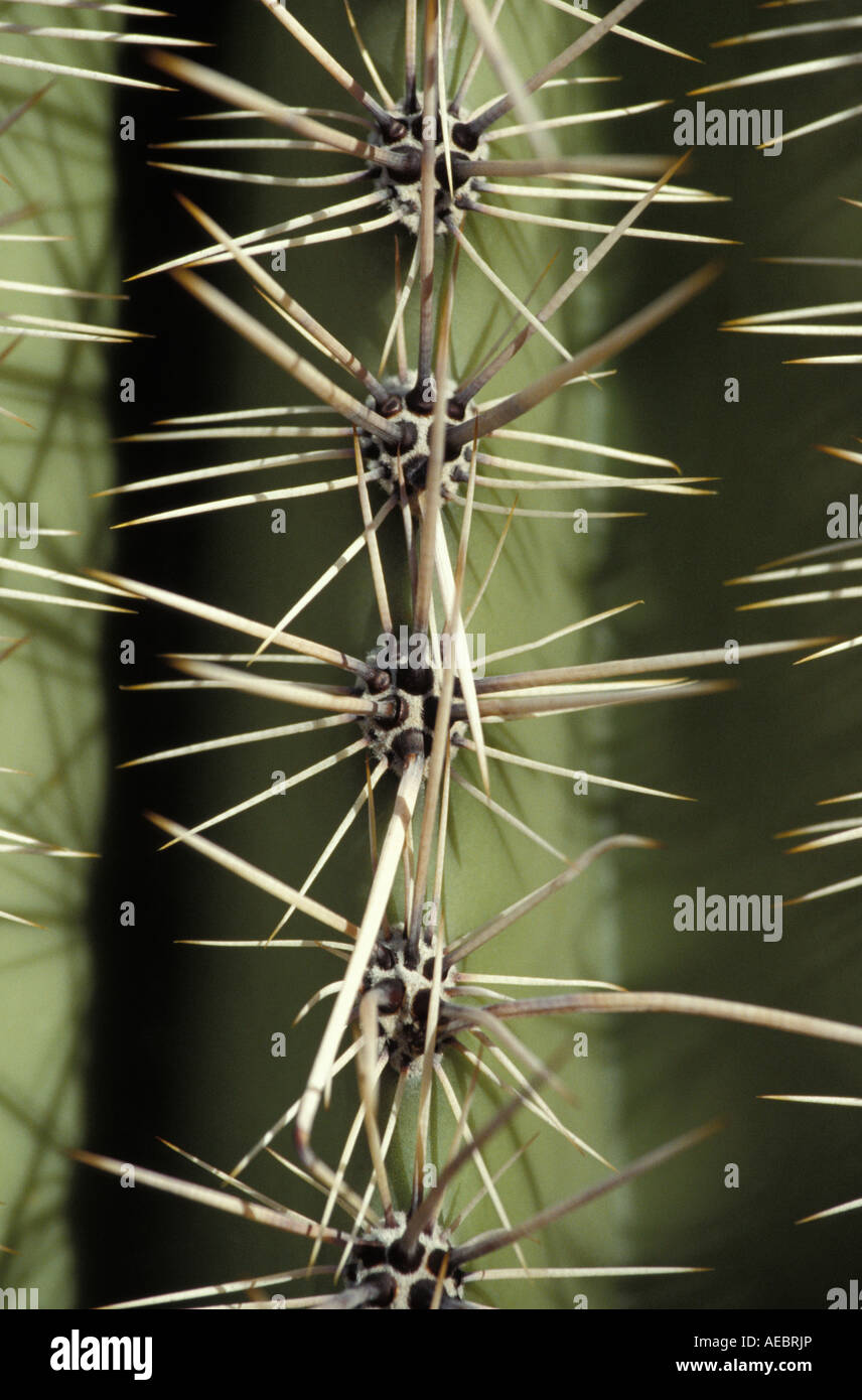 cactus thorns rows joshua tree national monument Stock Photo - Alamy