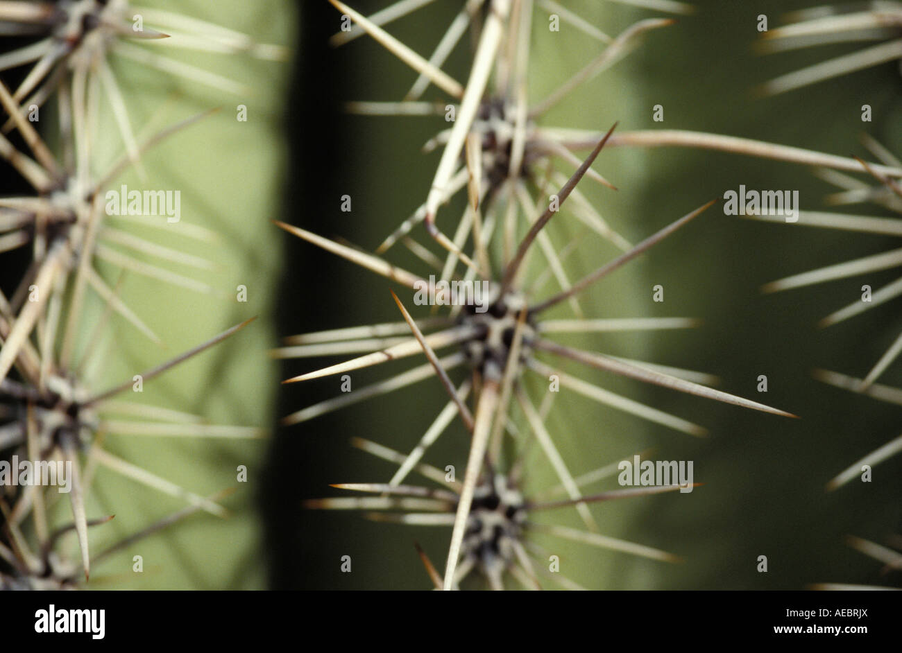 cactus thorns rows joshua tree national monument Stock Photo - Alamy