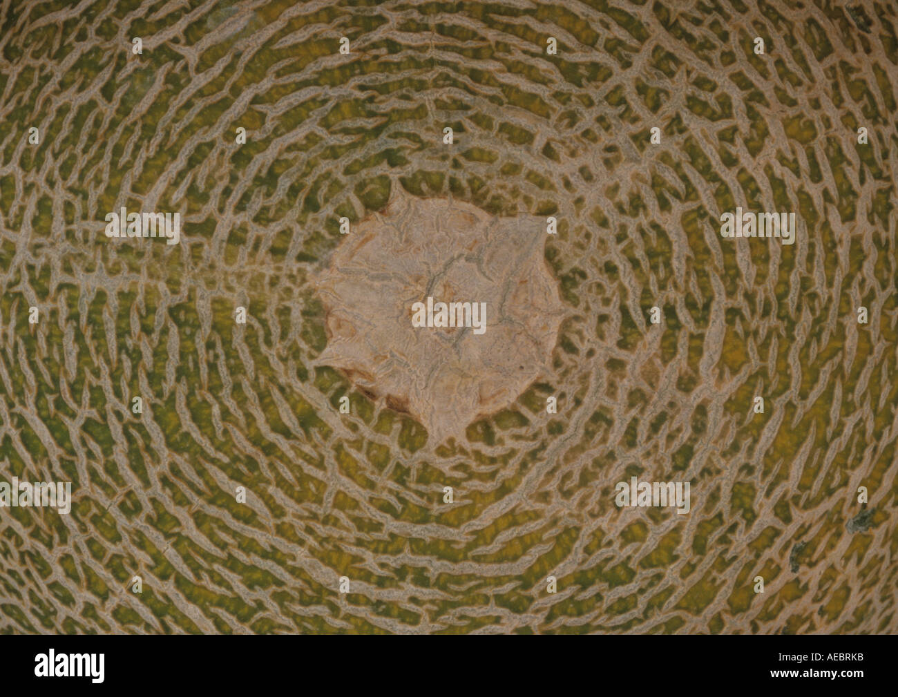 Melon form hi-res stock photography and images - Alamy