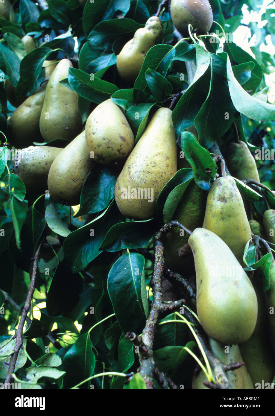 Pear Tree in the Uk Stock Photo - Alamy