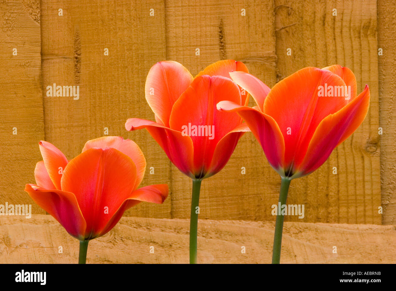 Three red tulips Stock Photo - Alamy