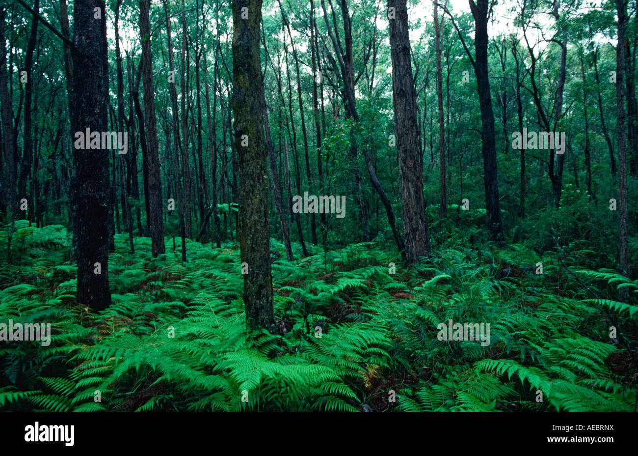 Colquin State Forest Vic Aust Stock Photo - Alamy