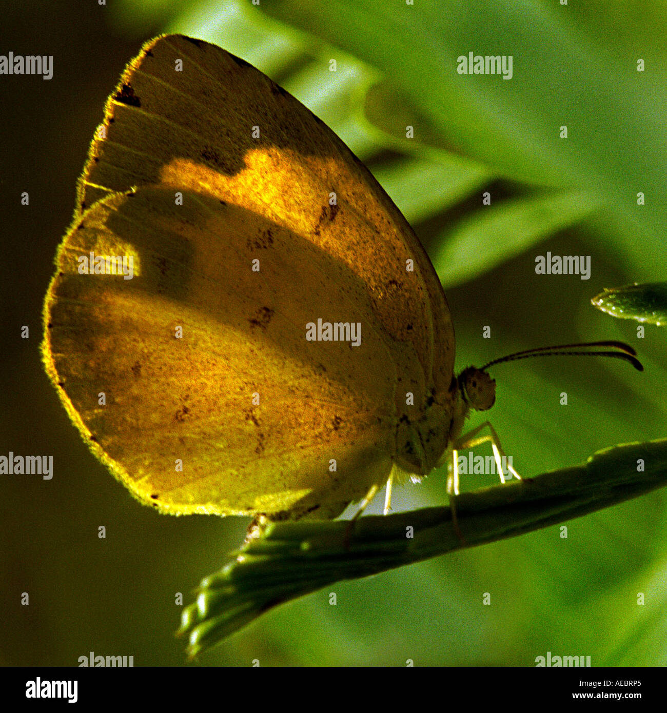 Indian grass yellow butterfly hi-res stock photography and images - Alamy