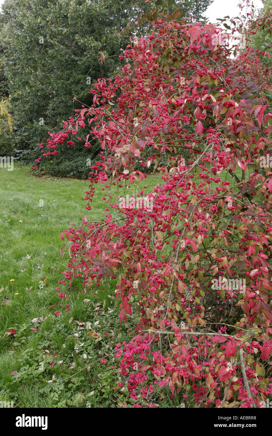 Bush with small red flowers Stock Photo - Alamy