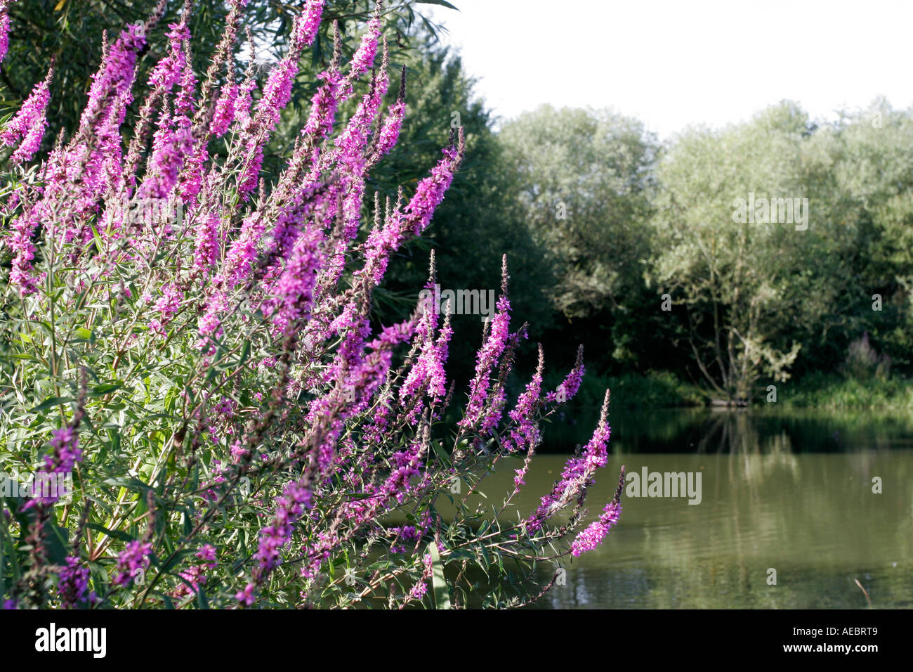 Purple loosestrife fishing hi-res stock photography and images - Alamy