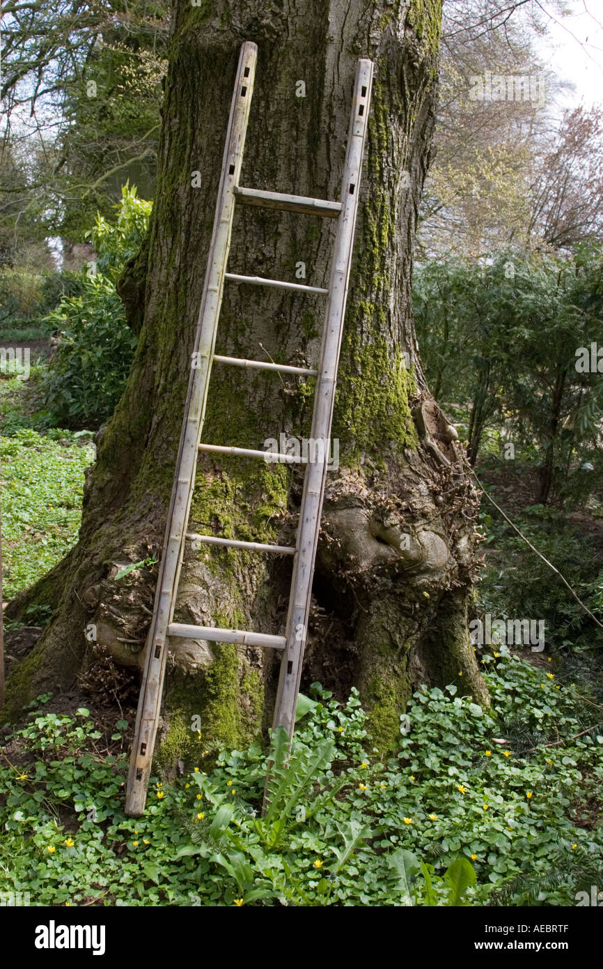 Ladder leaning against tree hi-res stock photography and images - Alamy