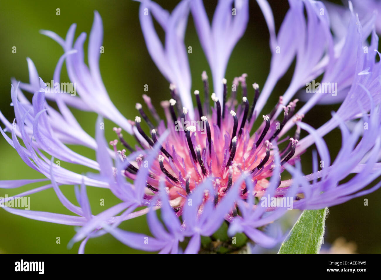Blue cornflower growing in hi-res stock photography and images - Alamy