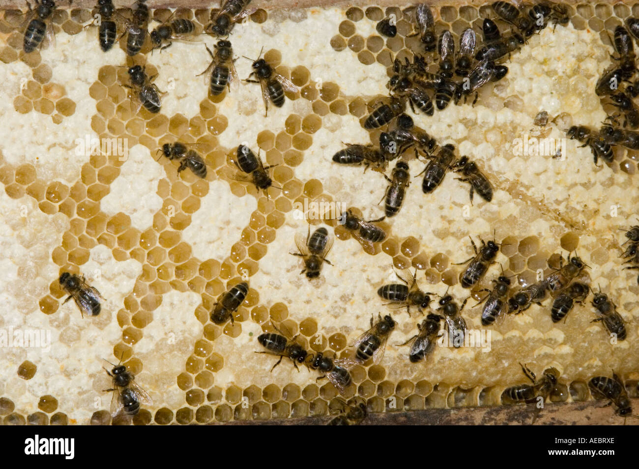 Wax grubs hi-res stock photography and images - Alamy