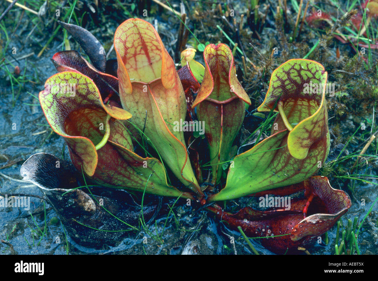 Michigan insect species hi-res stock photography and images - Alamy