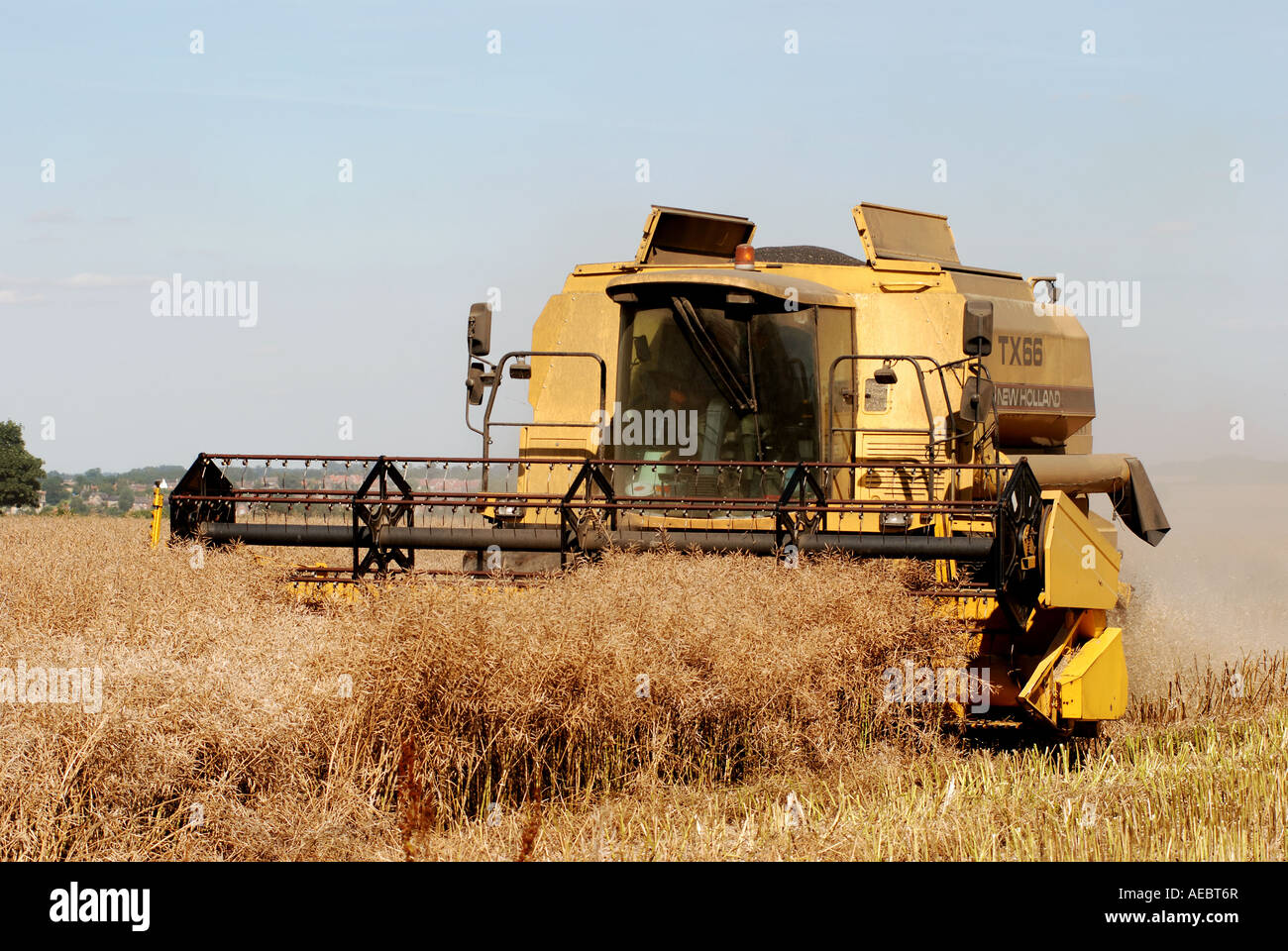 New Holland combine harvester in oilseed rape crop, Leicestershire ...