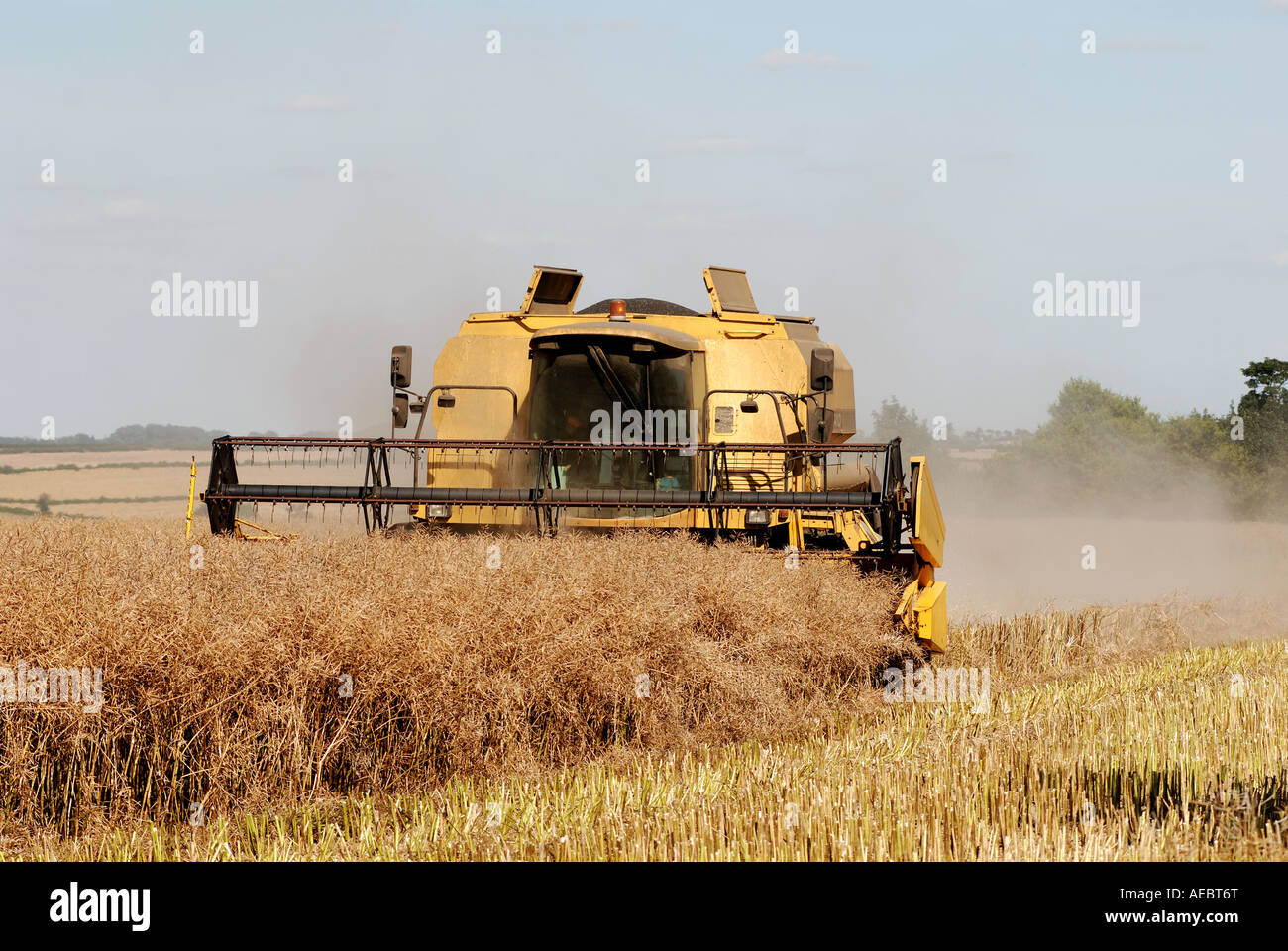 New Holland combine harvester in oilseed rape crop, Leicestershire ...