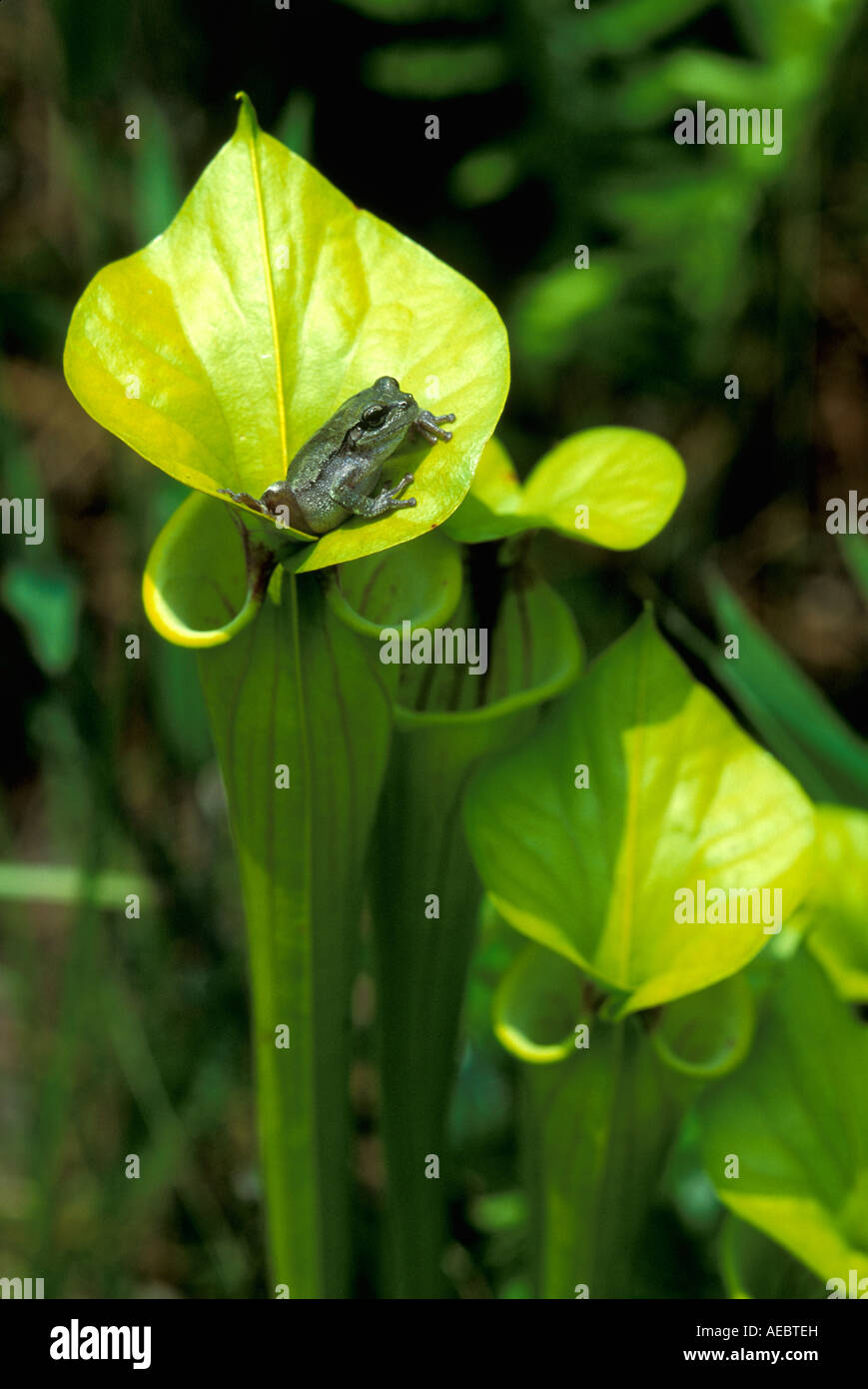 Carnivorous pitcher plant frog hi-res stock photography and images - Alamy