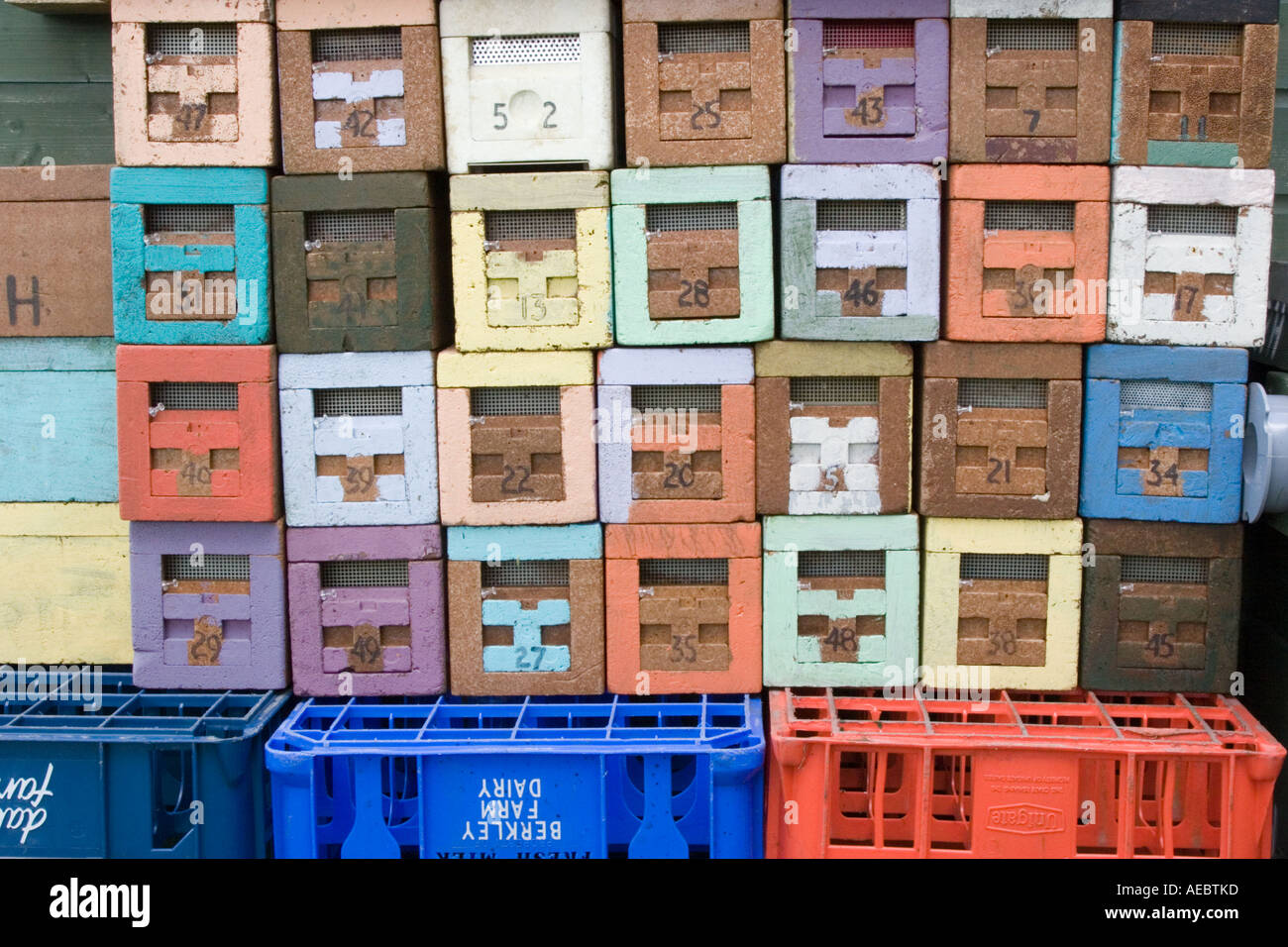 Queen bee nest boxes Stock Photo - Alamy