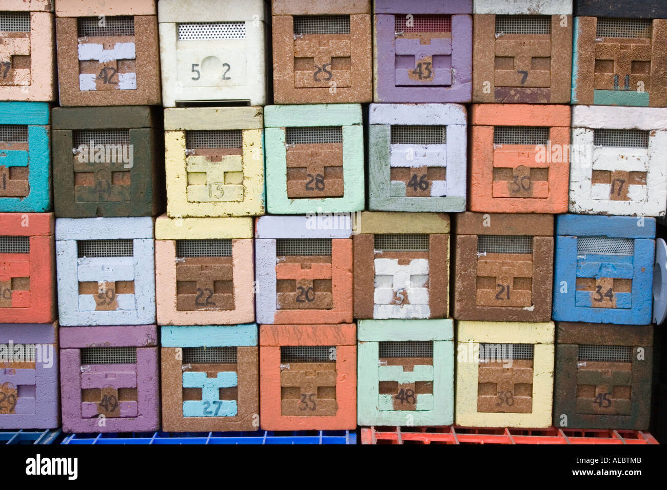 Queen bee boxes hi-res stock photography and images - Alamy