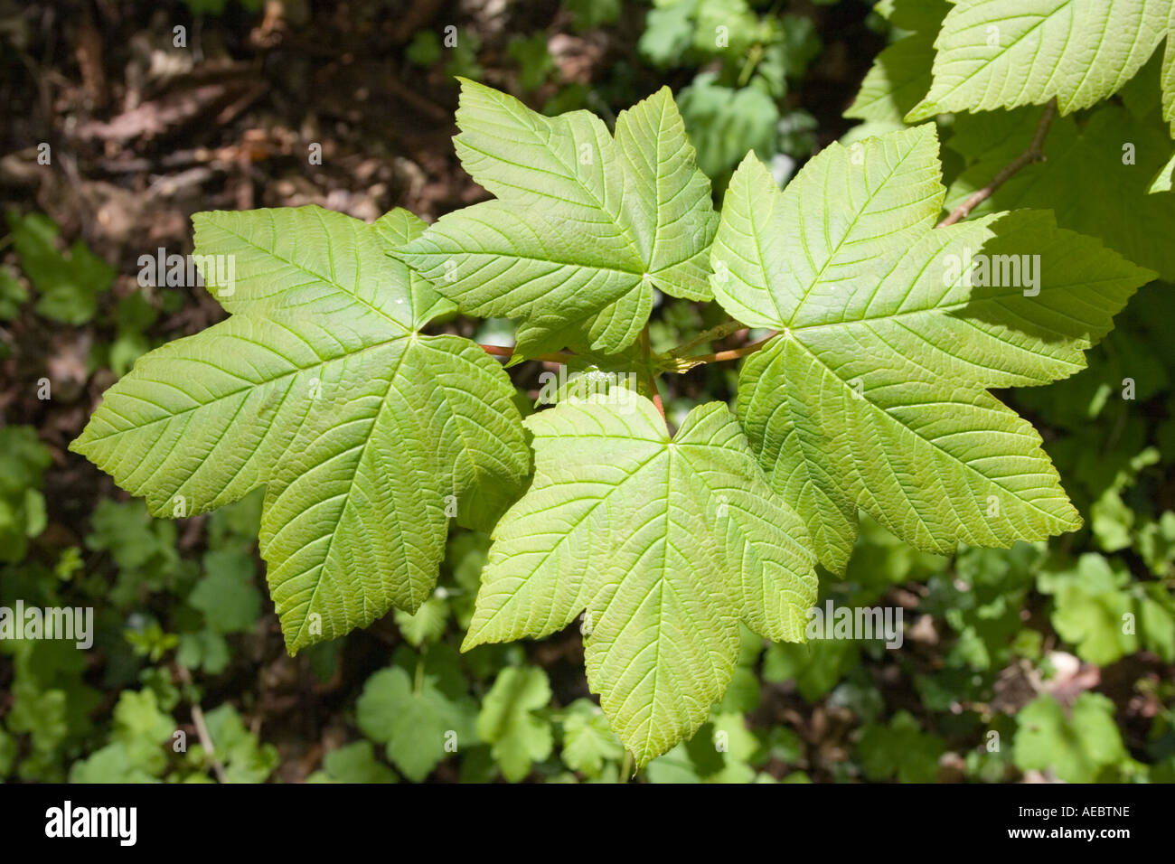 Fresh green sycamore leaves close up Stock Photo - Alamy