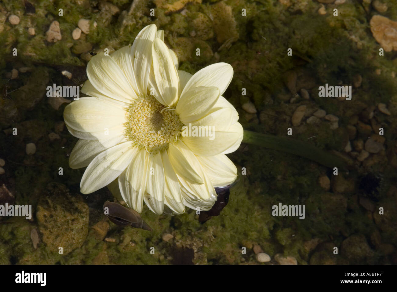 Flower floating in water Stock Photo - Alamy
