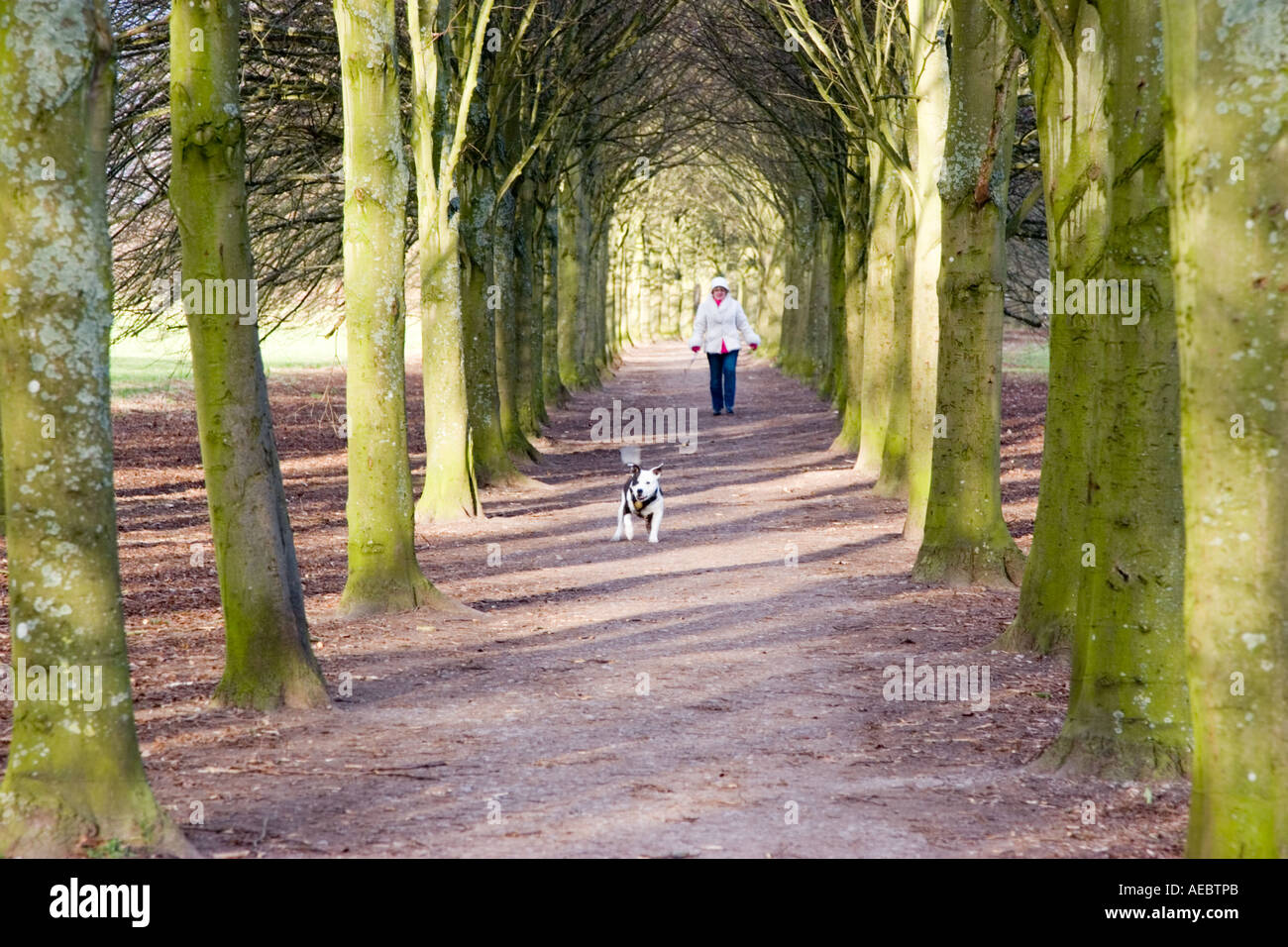 An avenue of trees and footpath through woodland Stock Photo - Alamy