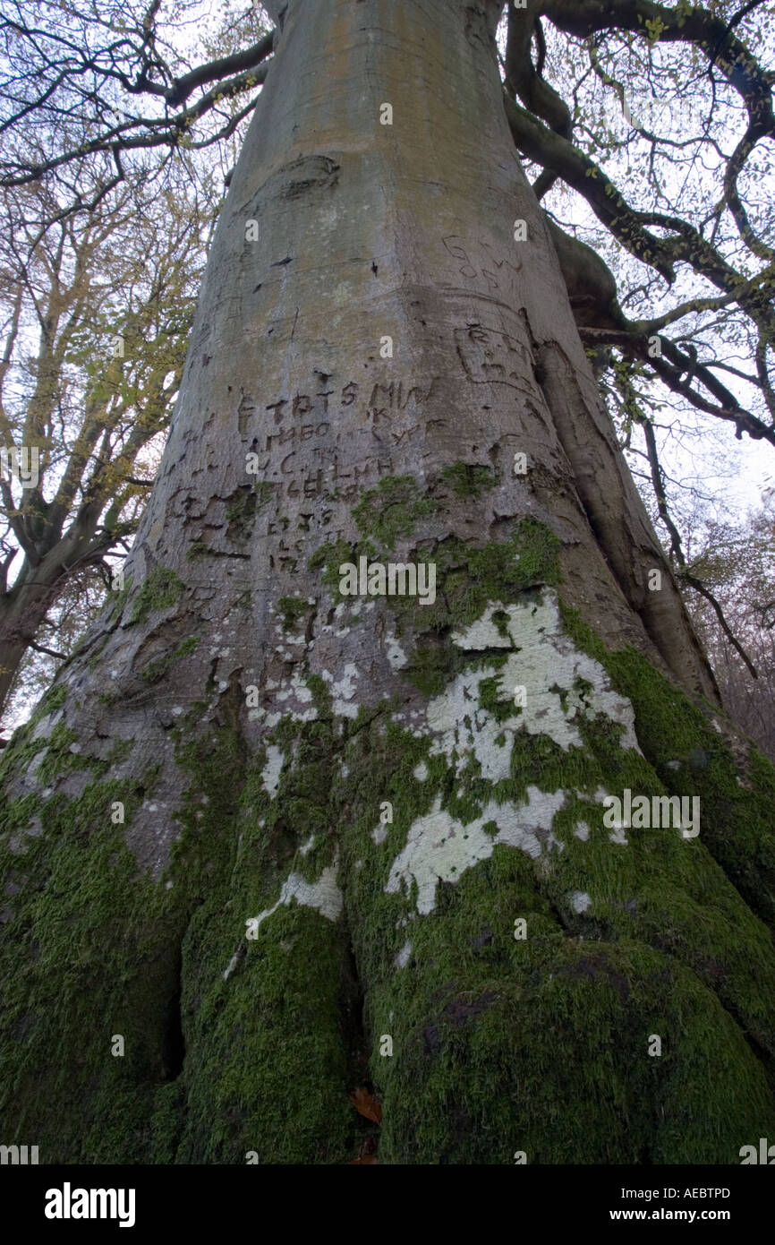 Tree trunks and roots Stock Photo - Alamy
