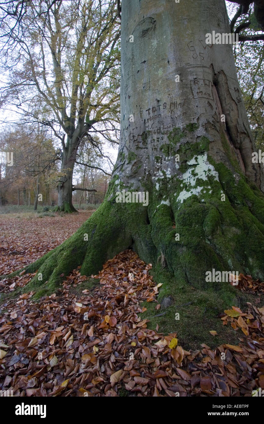 Tree trunks and roots Stock Photo - Alamy