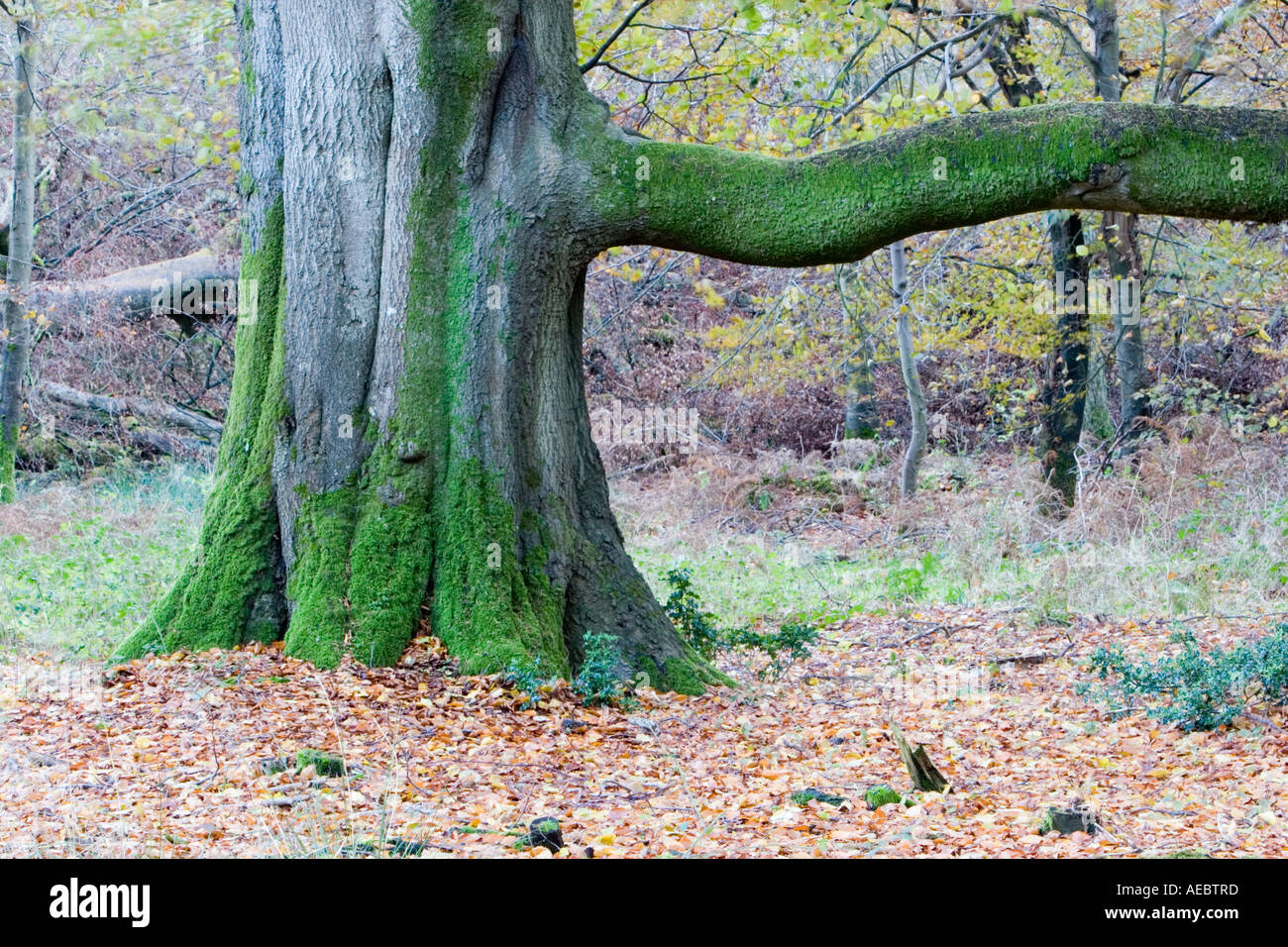 Tree trunks and roots Stock Photo - Alamy