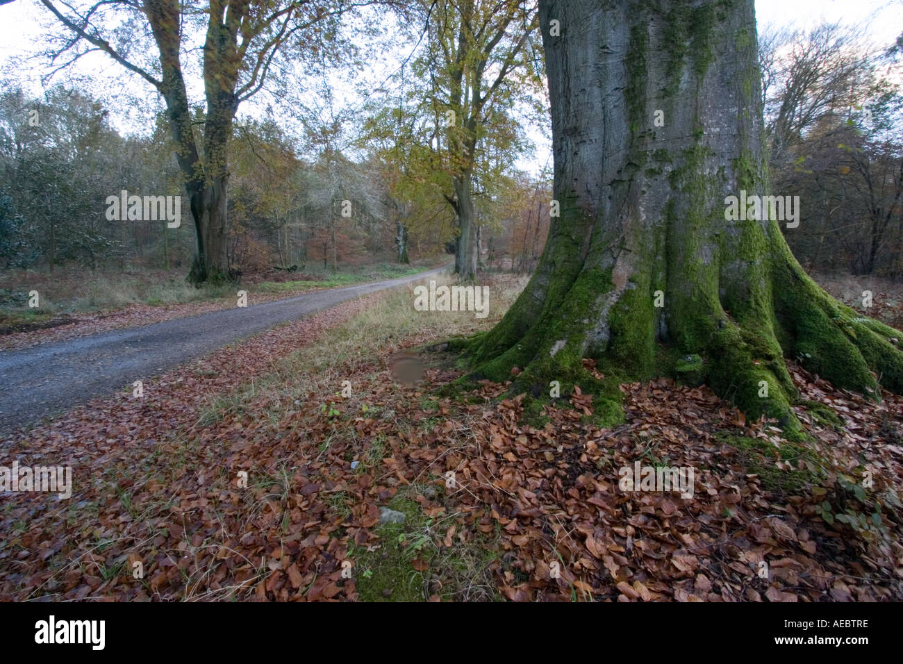 Tree trunks and roots Stock Photo - Alamy