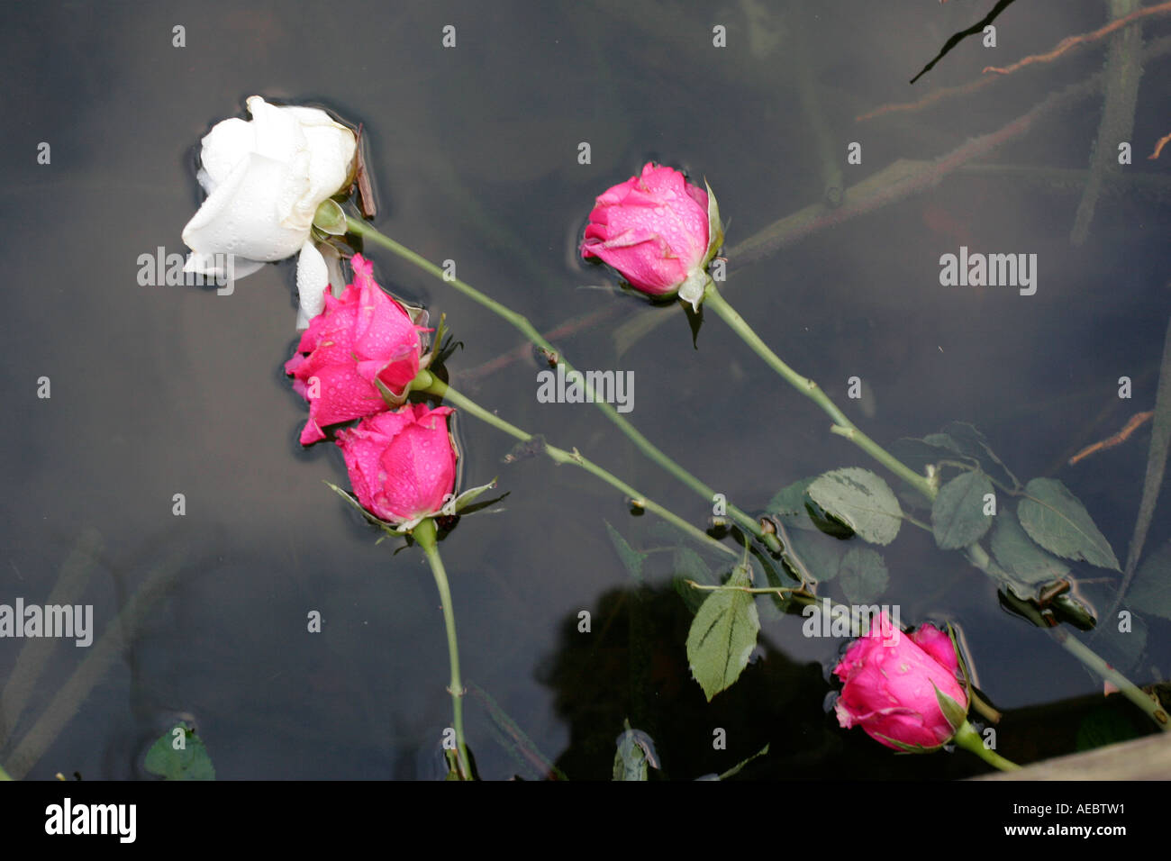 Pink and white roses floating on the surface of a lake Stock Photo - Alamy