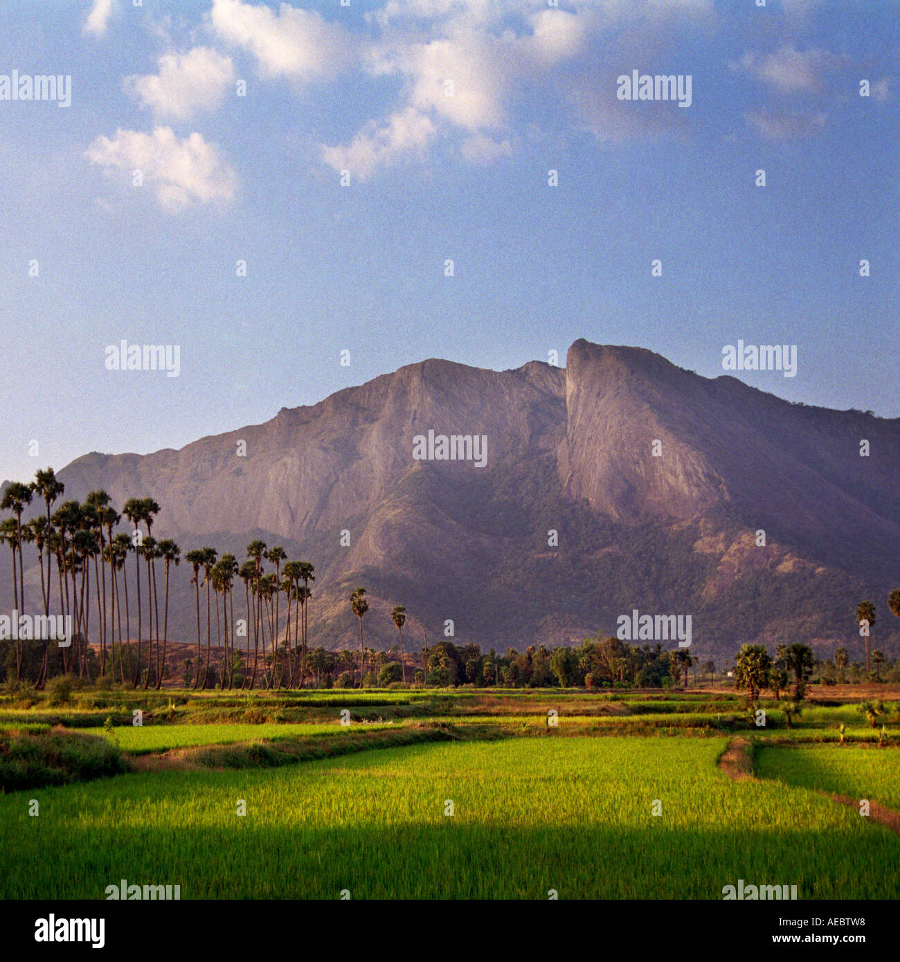 Landscape with paddy fields, palm trees, Western Ghat mountain ranges ...
