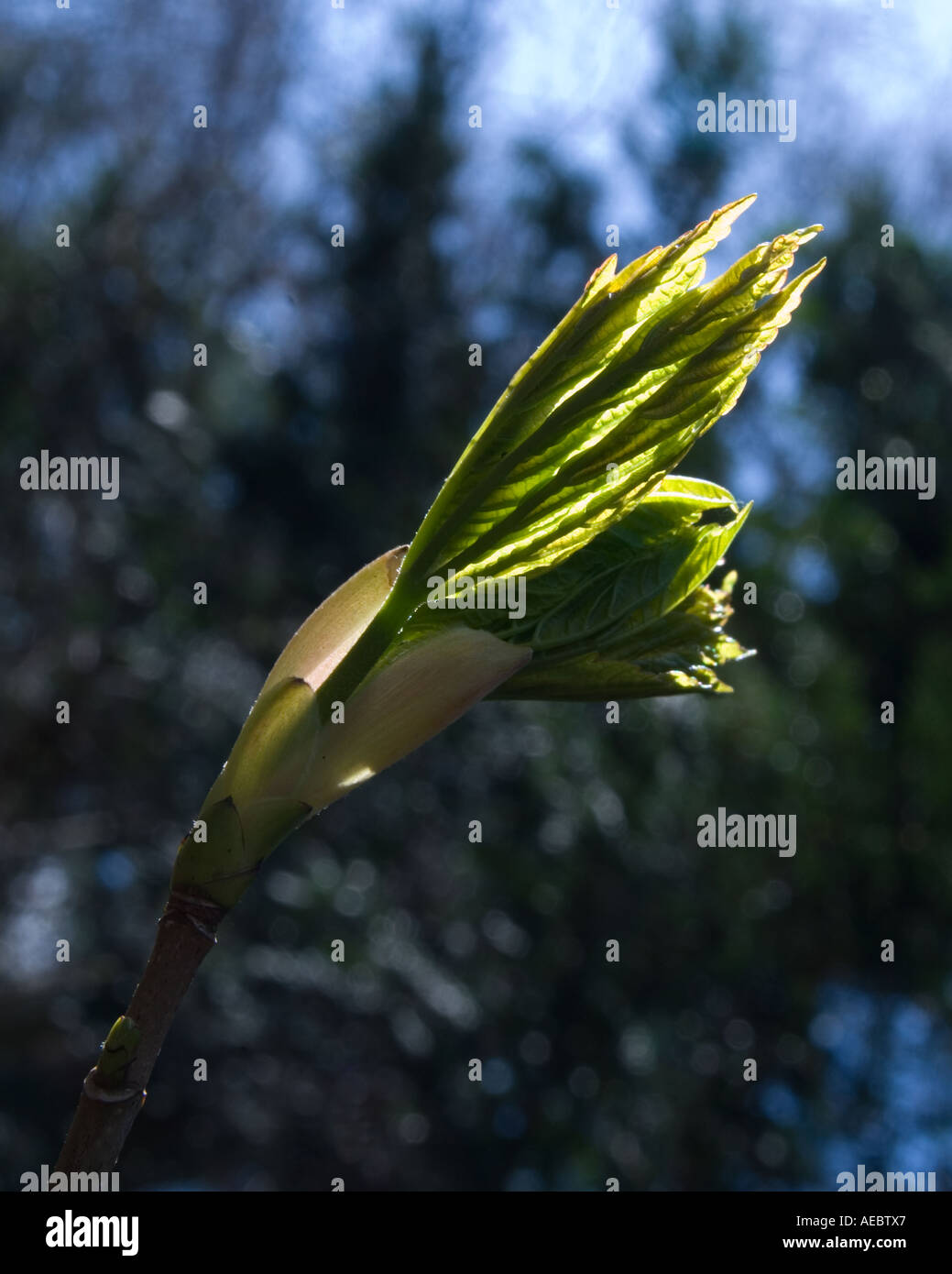 Budding Sycamore High Resolution Stock Photography and Images - Alamy