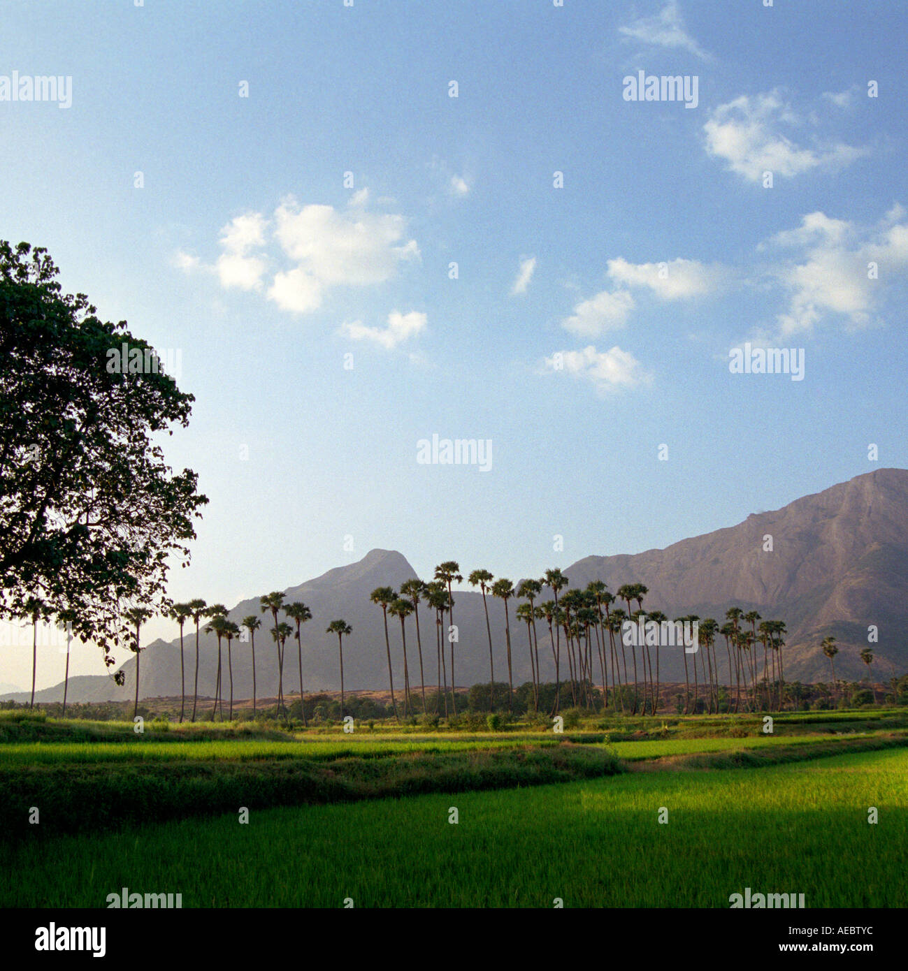 Landscape with paddy fields, palm trees, Western Ghat mountains and ...