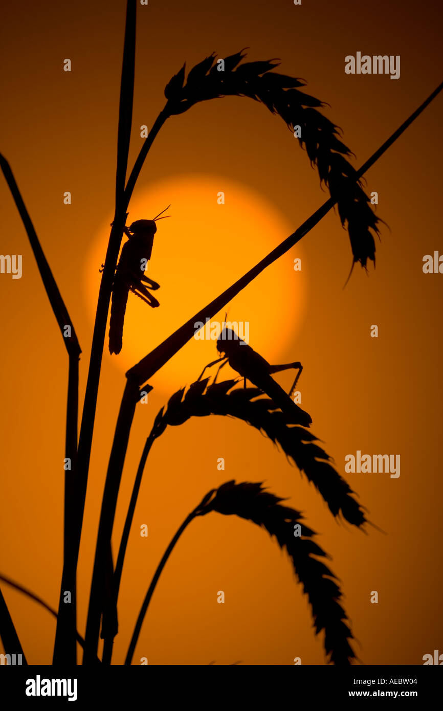Desert Locust Schistocerca gregaria on eating Crop in Dawn Light Stock ...