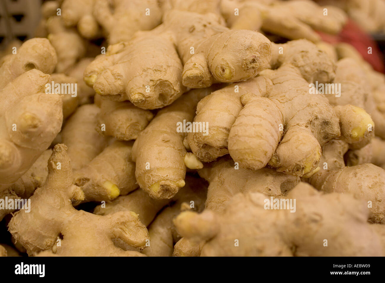 Common Ginger zingiber officinale Stock Photo - Alamy