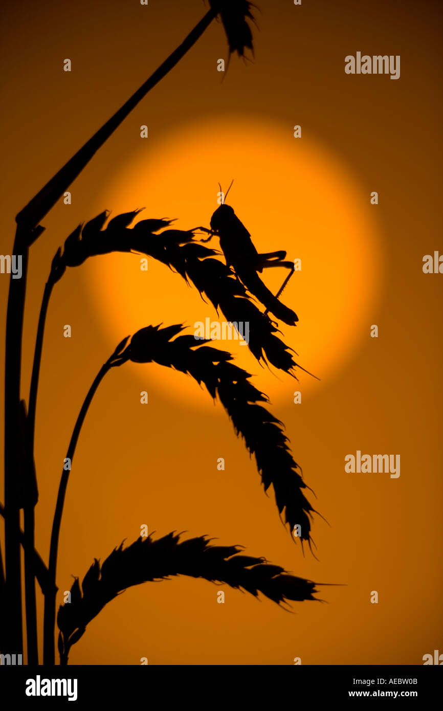 Desert Locust Schistocerca gregaria on eating Crop in Dawn Light Stock ...