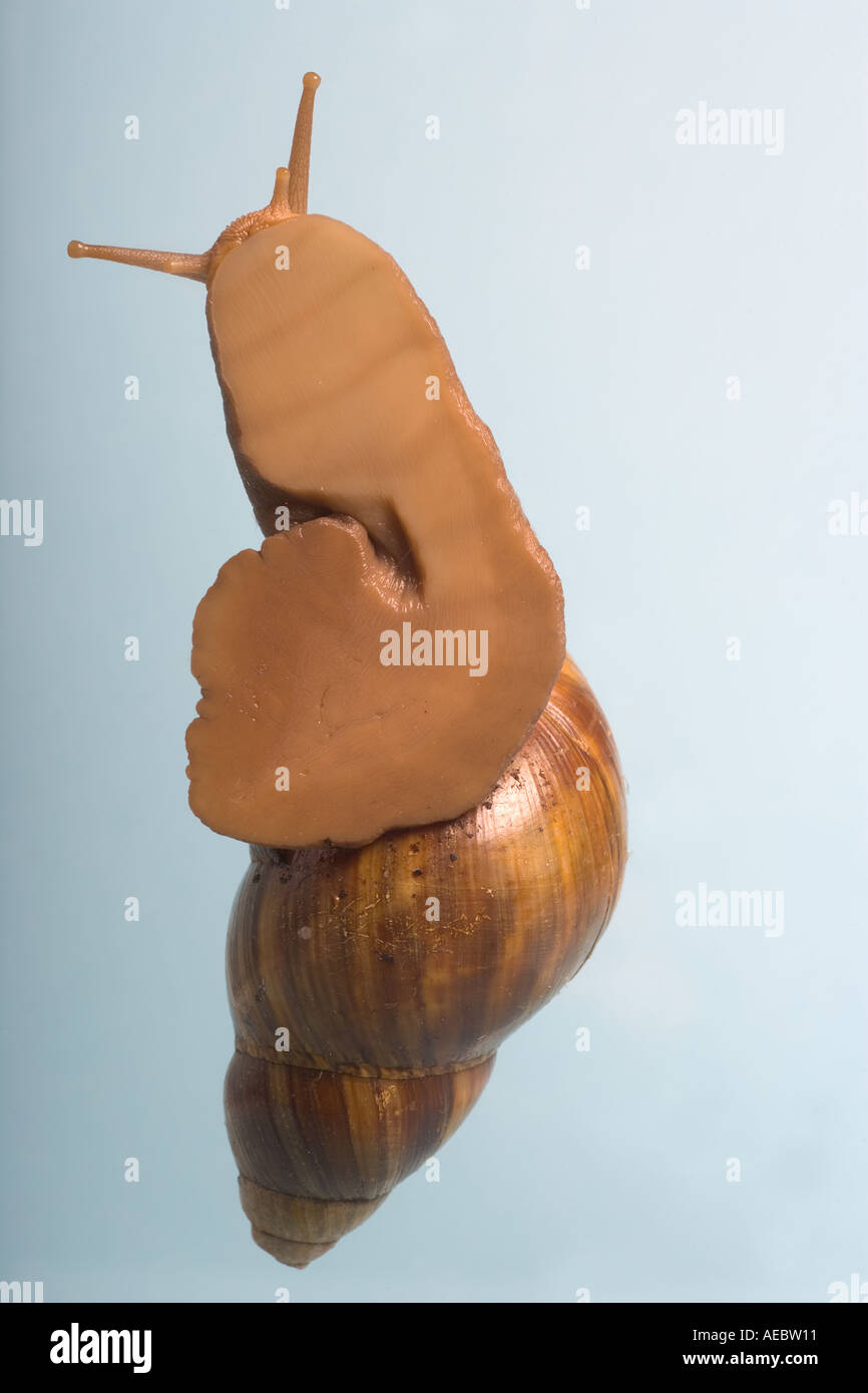 Invasive species giant african snail hi-res stock photography and ...